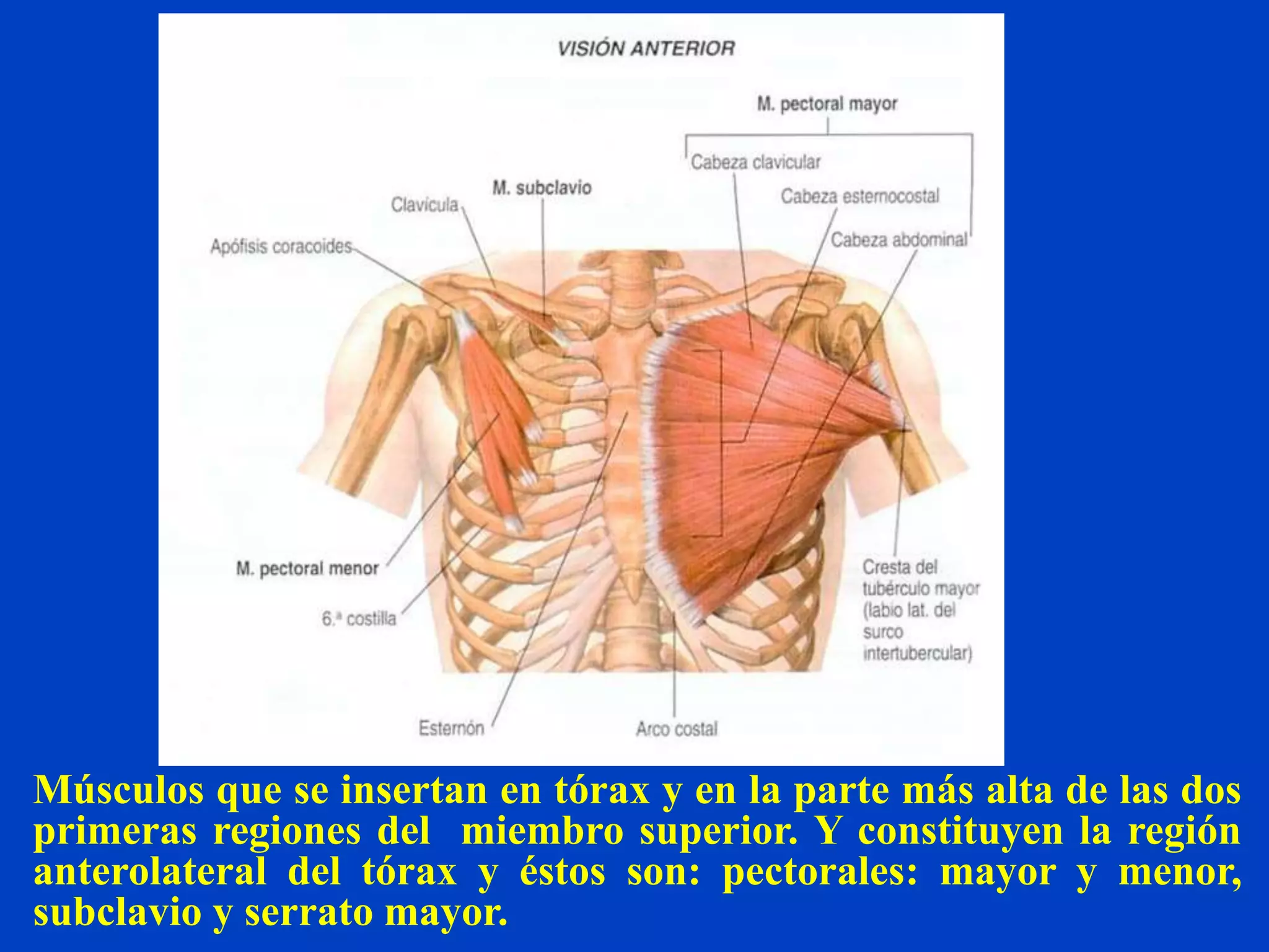 Anatomía de la región Axilar | PPTX