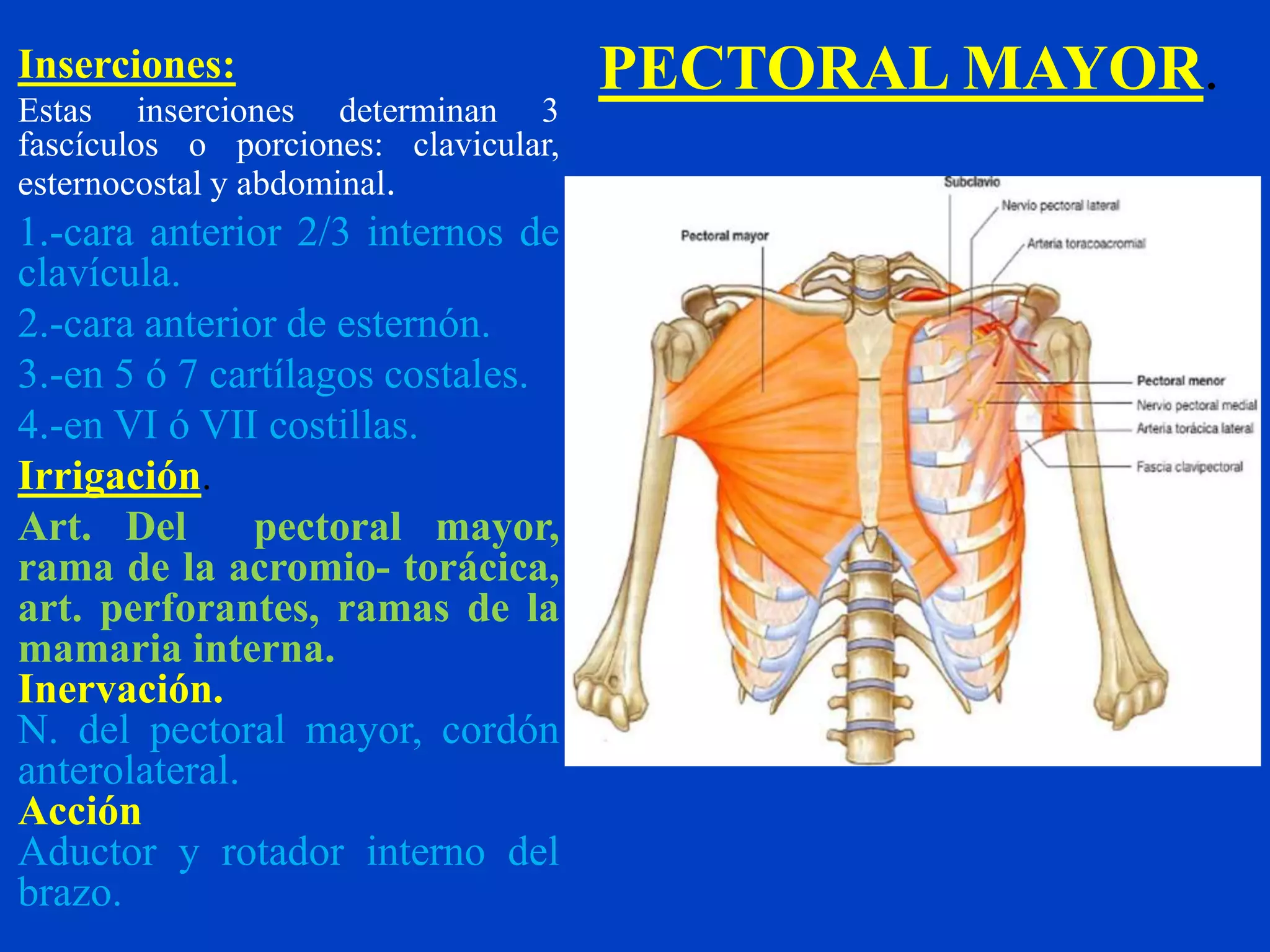 Anatomía de la región Axilar | PPTX