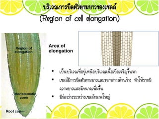 structure and function of the root | PDF
