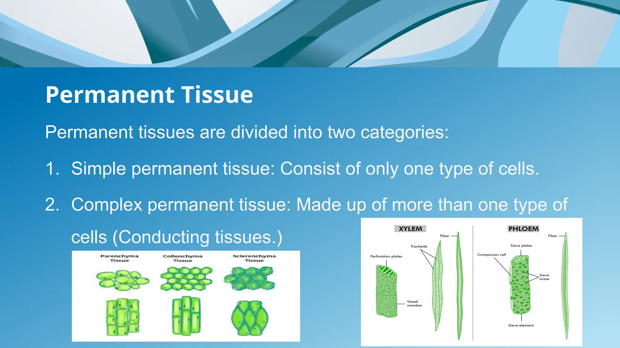Biology-Tissues .pptx