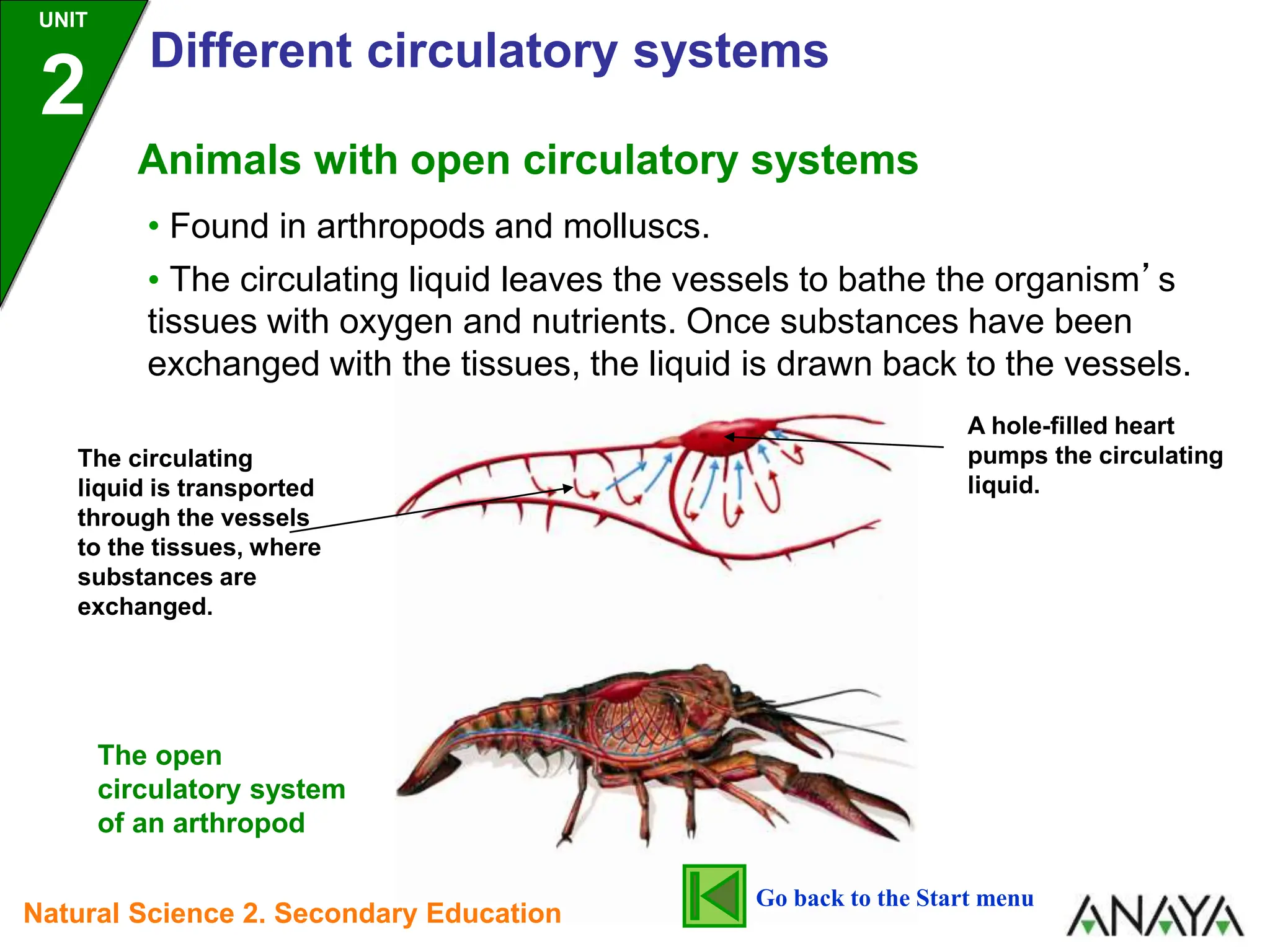 Circulatory Science grade 6 short notes igcse | PPT