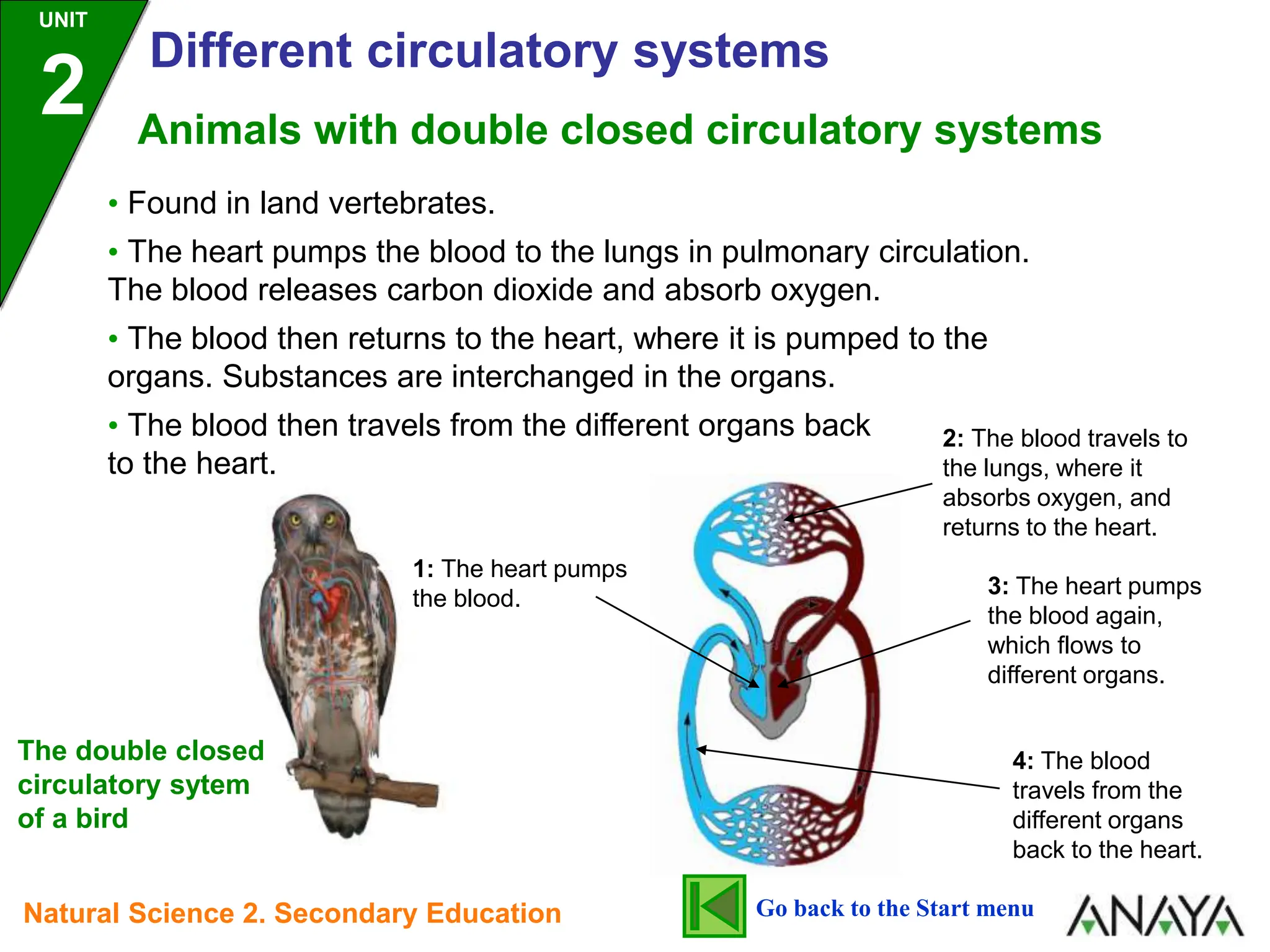 Circulatory Science grade 6 short notes igcse | PPT