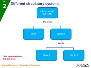 Circulatory Science grade 6 short notes igcse | PPT