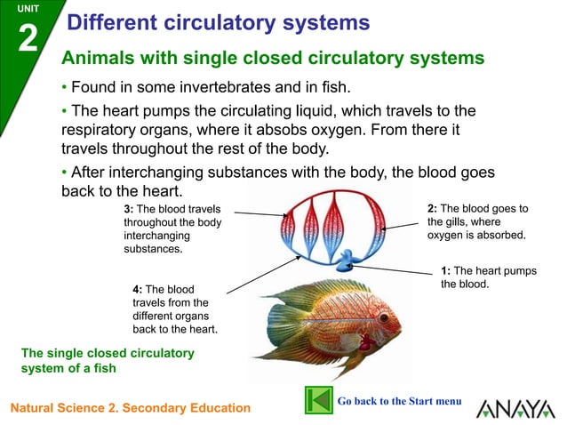 Circulatory Science grade 6 short notes igcse | PPT | Heart and ...