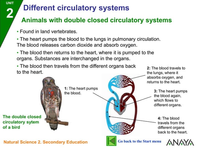 Circulatory Science grade 6 short notes igcse | PPT | Heart and ...