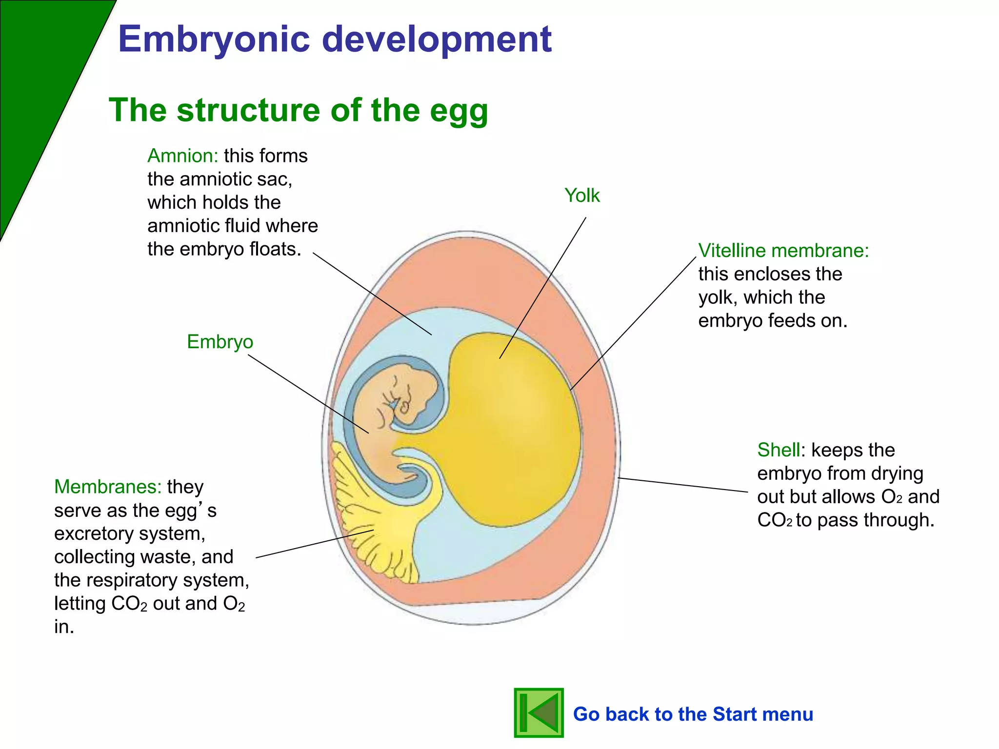 Sexual Reproduction on Animals | PPT
