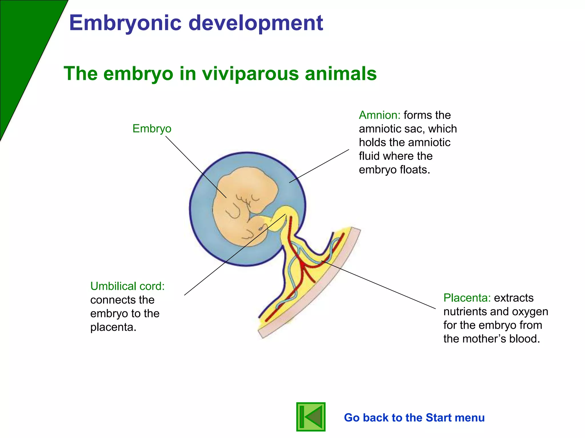 Sexual Reproduction on Animals | PPT