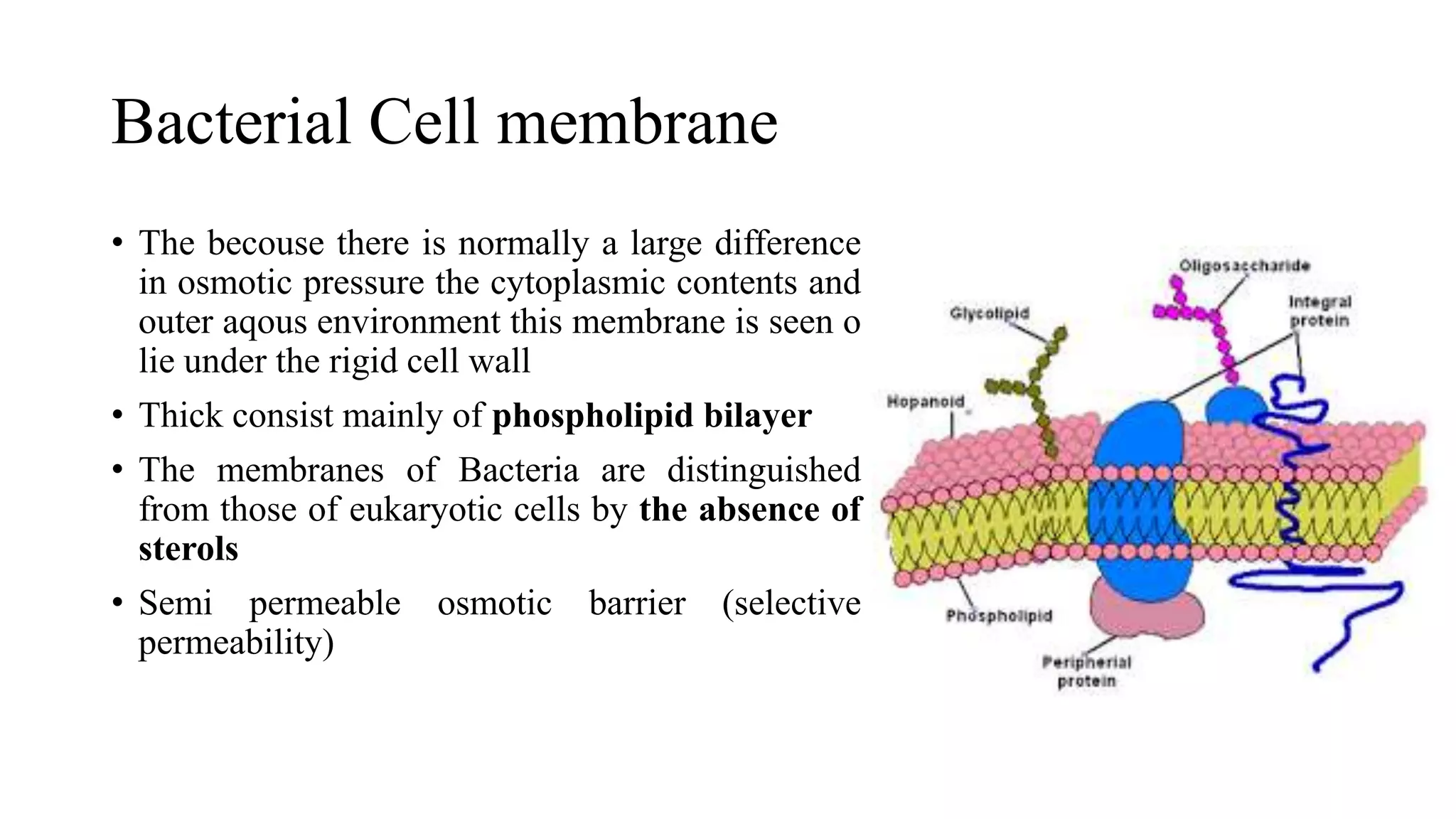 2 second lecture Structure of Bacterial cells | PPTX