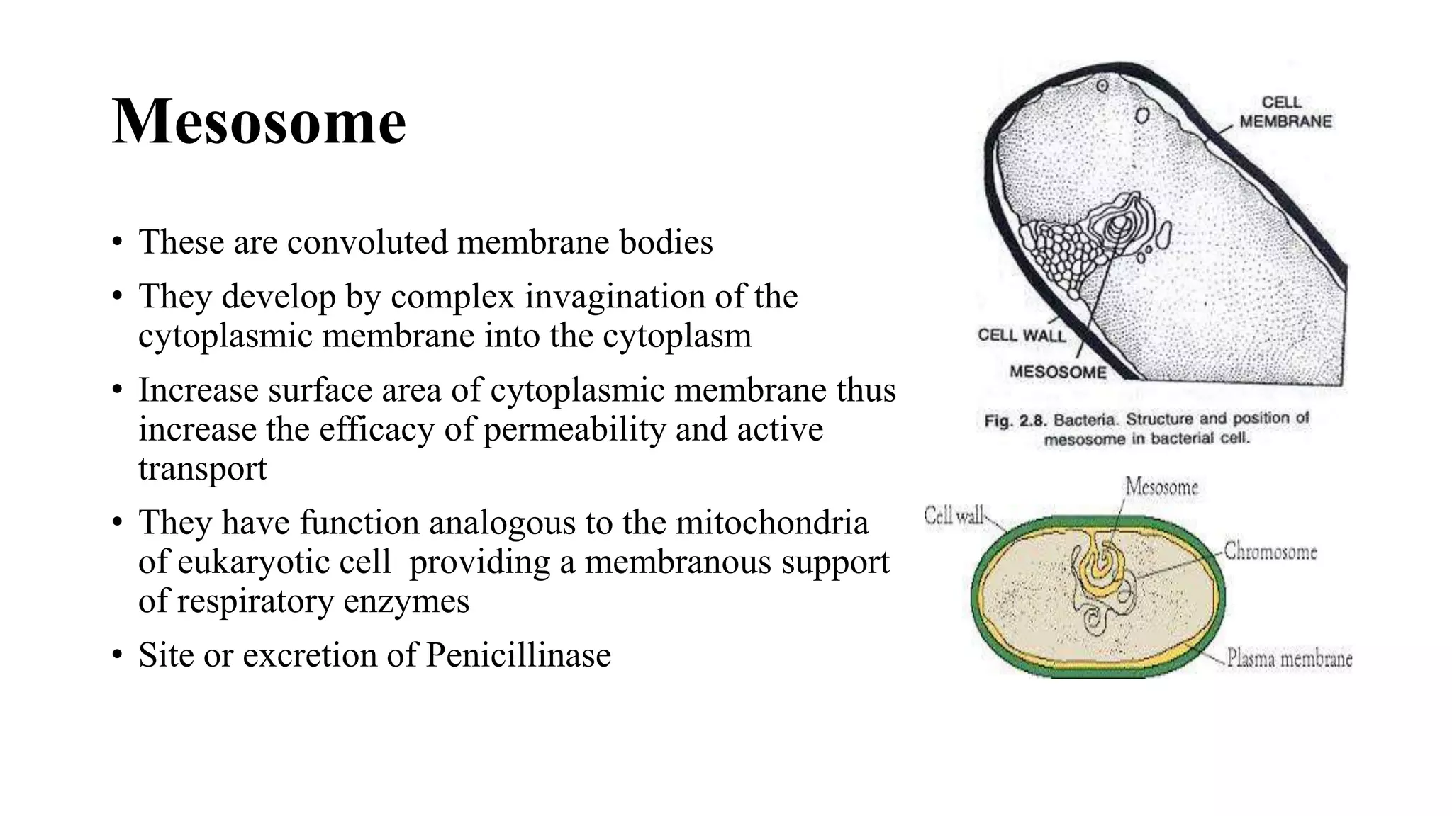 2 second lecture Structure of Bacterial cells | PPTX