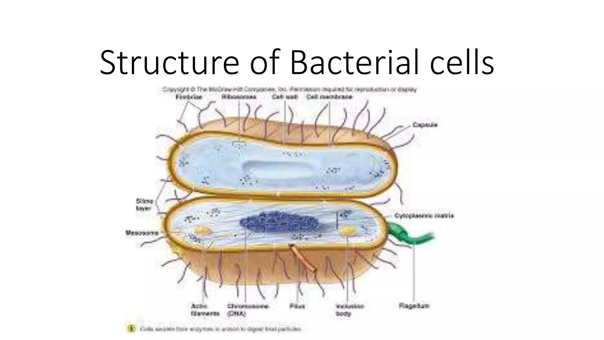 2 second lecture Structure of Bacterial cells | PPTX