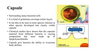 2 second lecture Structure of Bacterial cells | PPT