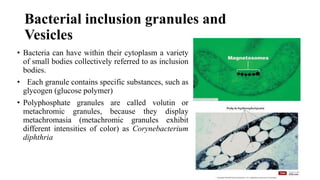 2 second lecture Structure of Bacterial cells | PPT