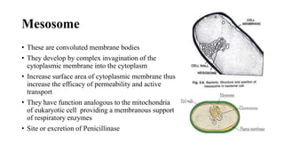 2 second lecture Structure of Bacterial cells | PPT