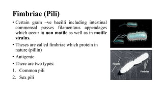 2 second lecture Structure of Bacterial cells | PPTX
