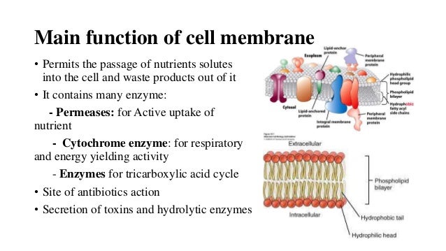2 second lecture Structure of Bacterial cells