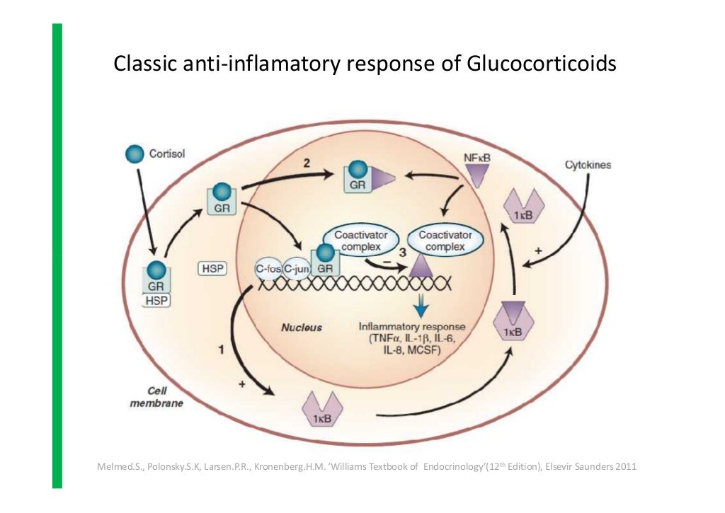 Glucocorticoids
