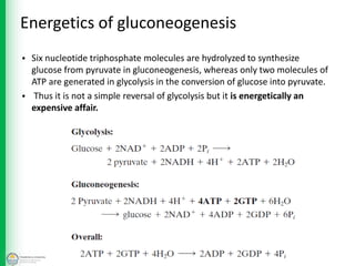 Gluconeogenesis - The Pathway and Regulation | PDF