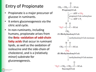 Gluconeogenesis - The Pathway and Regulation | PDF