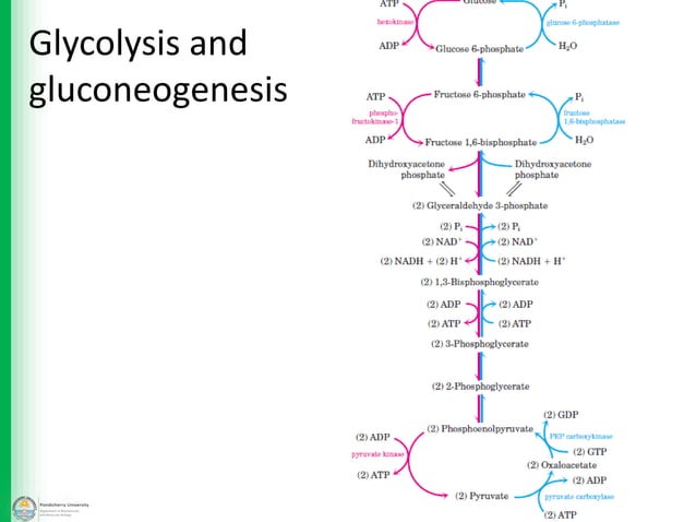 Gluconeogenesis - The Pathway and Regulation | PDF | Endocrine and ...