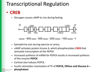 Gluconeogenesis - The Pathway and Regulation | PDF