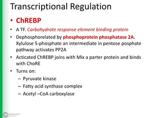Gluconeogenesis - The Pathway and Regulation | PDF