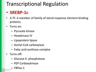 Gluconeogenesis - The Pathway and Regulation | PDF