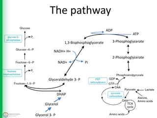 Gluconeogenesis - The Pathway and Regulation | PDF