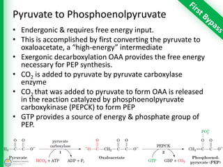 Gluconeogenesis - The Pathway and Regulation | PDF
