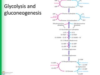 Gluconeogenesis Simple Pathway