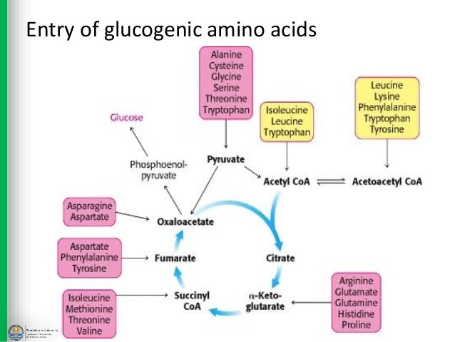 Gluconeogenesis The Pathway And Regulation