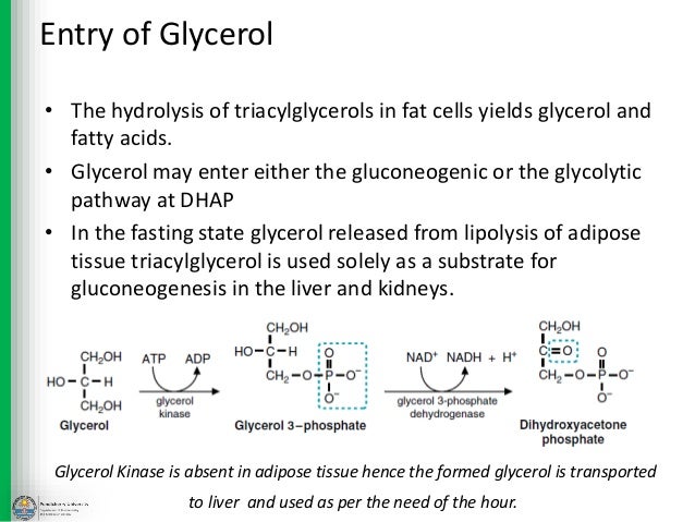 Gluconeogenesis - The Pathway and Regulation