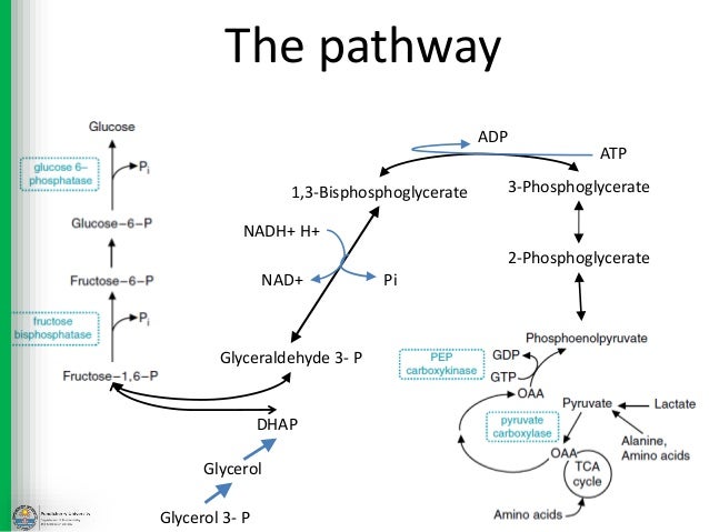 Simple Gluconeogenesis Pathway