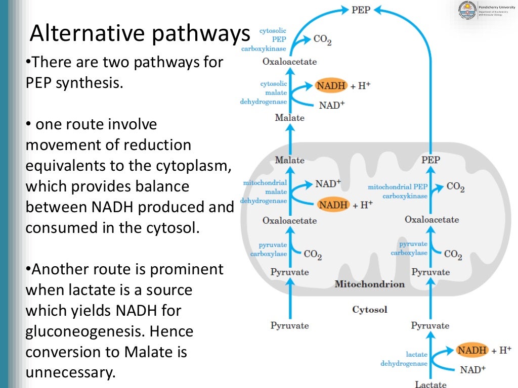 Gluconeogenesis - The Pathway and Regulation