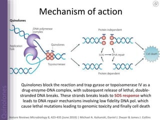 Quinolones | drug develoupment | mechanism of action | future | PPSX