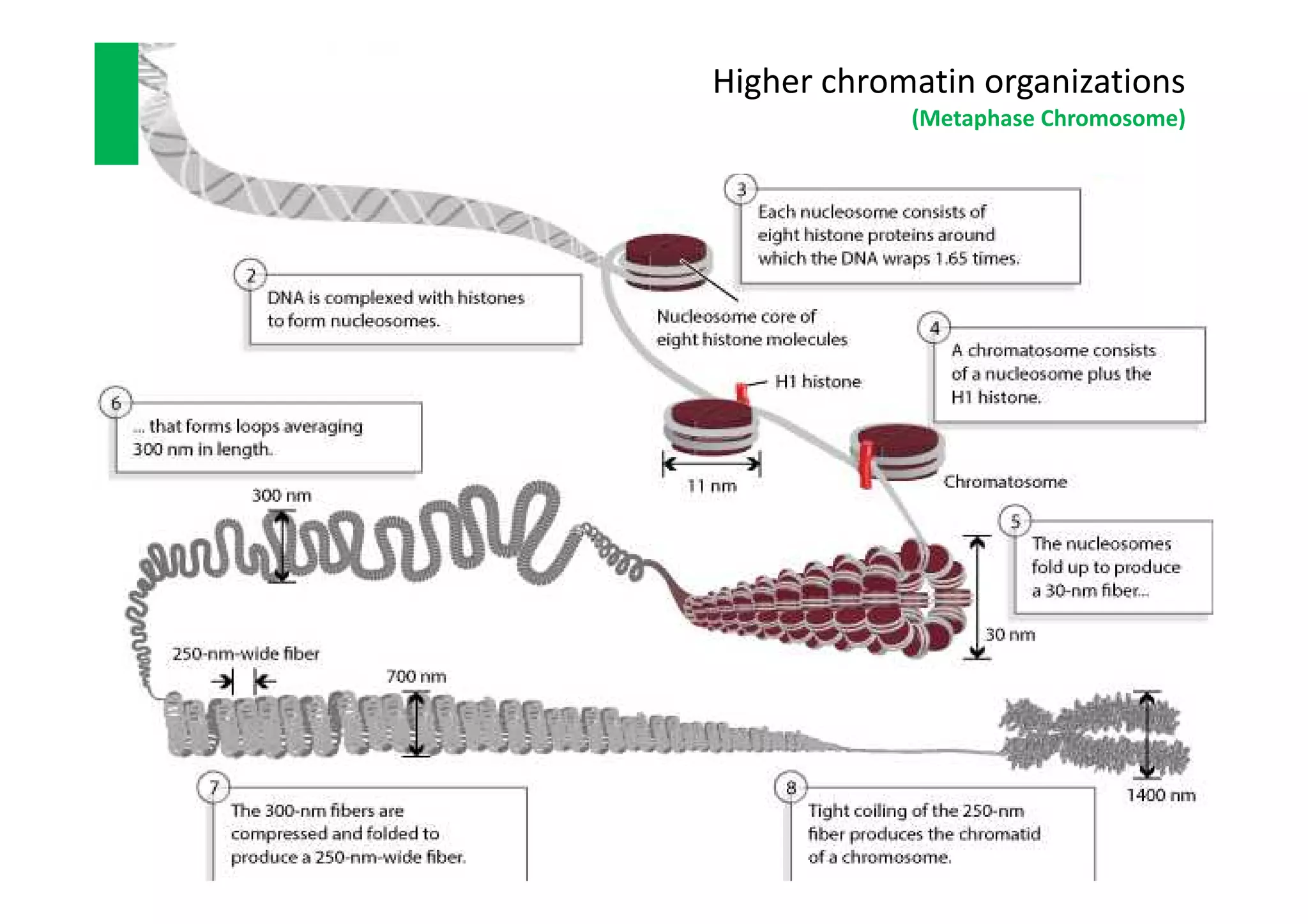 Genome organisation | PDF
