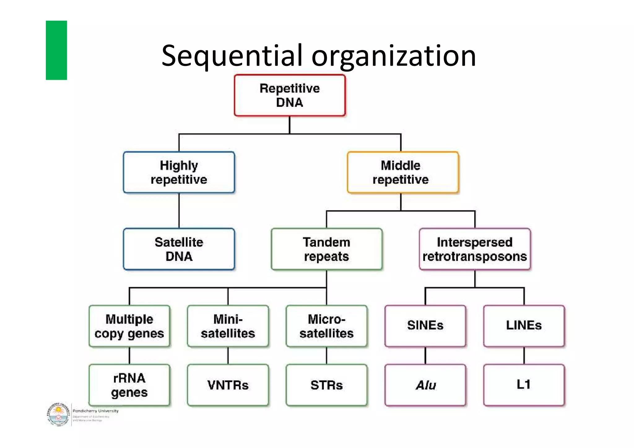 Genome organisation | PDF