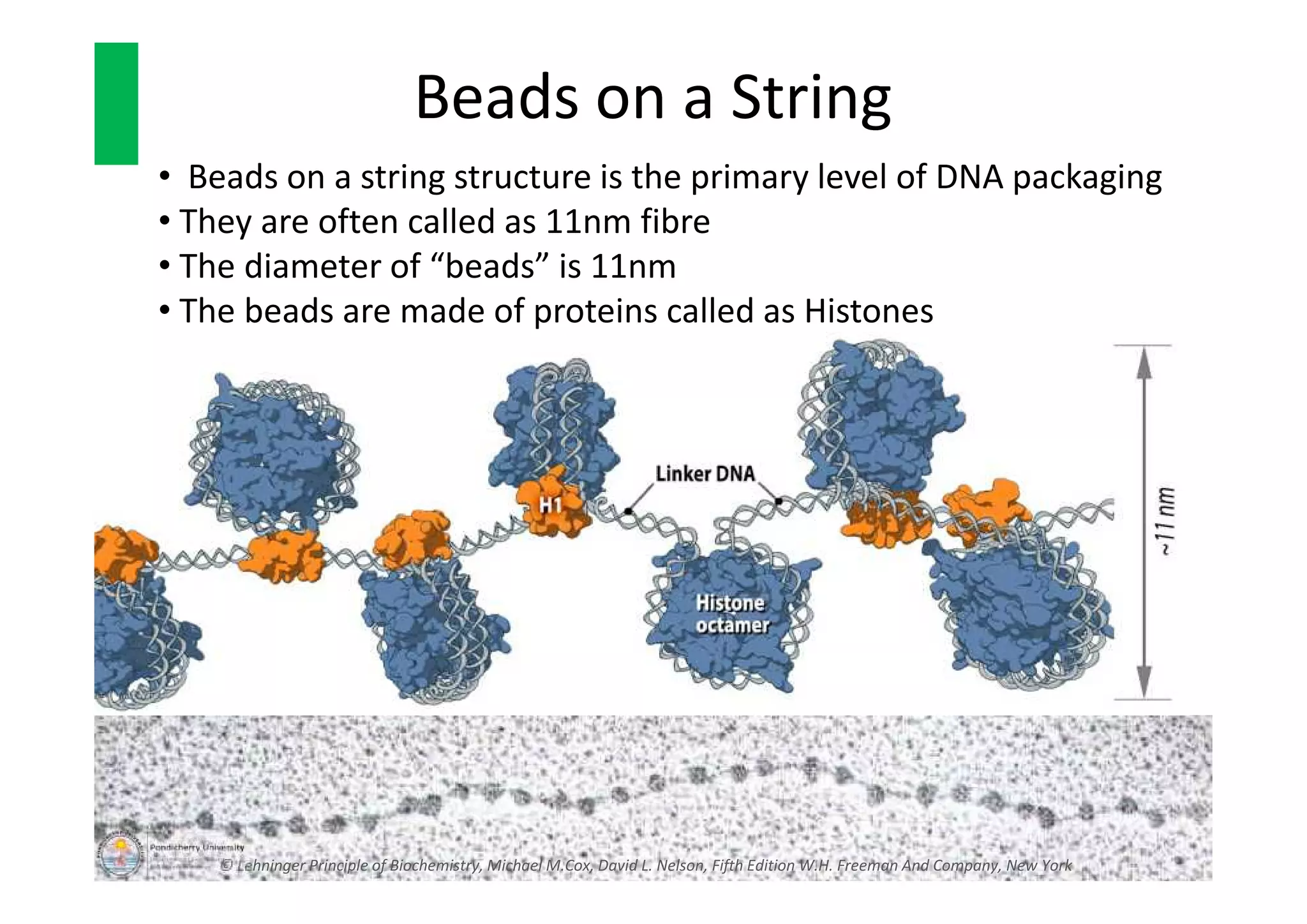 Genome organisation | PDF