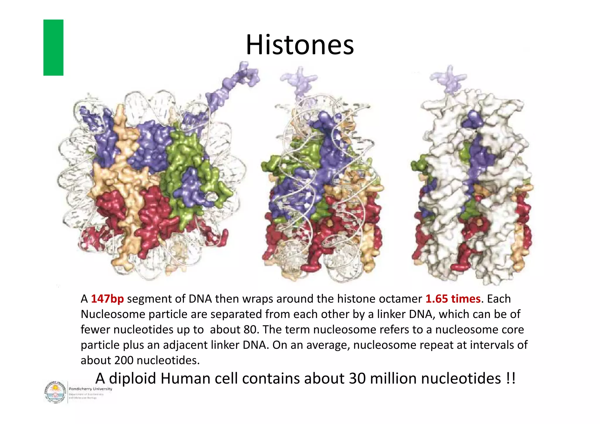 Genome organisation | PDF