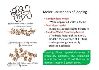 Genome organisation | PDF