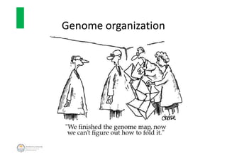Genome organisation | PDF