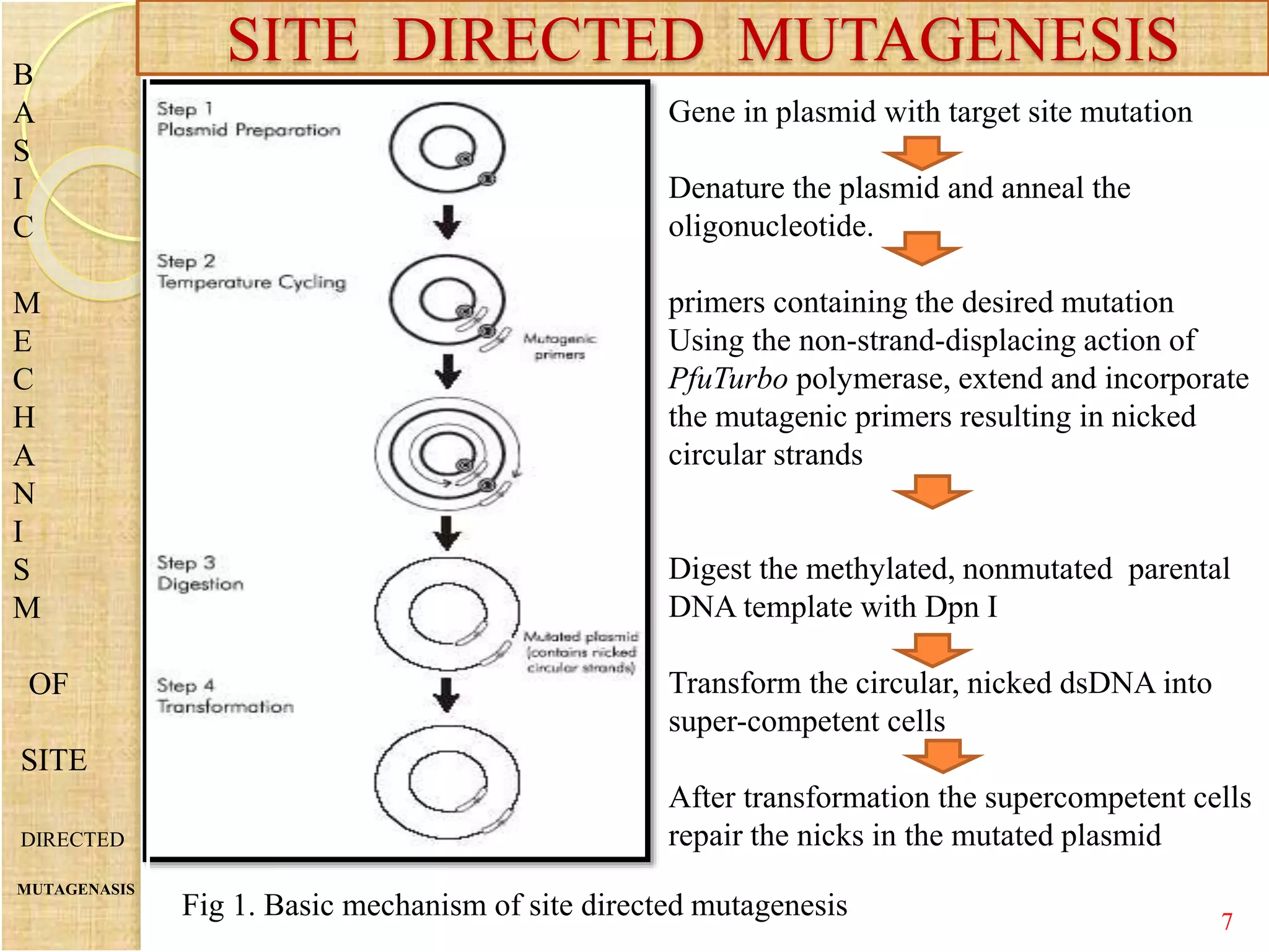Site directed mutagenesis | PPTX