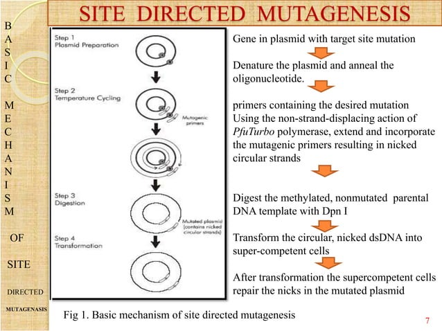 Site directed mutagenesis | PPTX | Chemistry | Science
