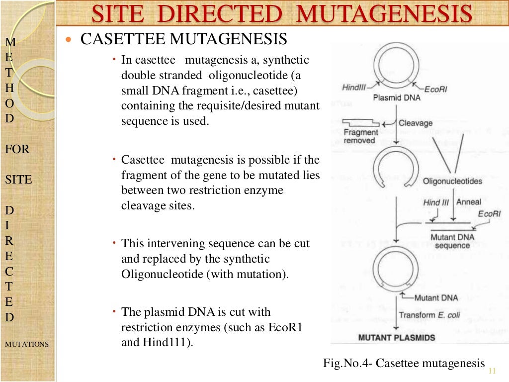 Site directed mutagenesis