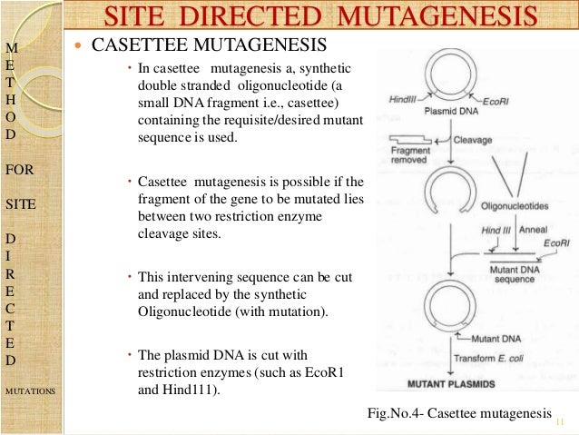 Site directed mutagenesis