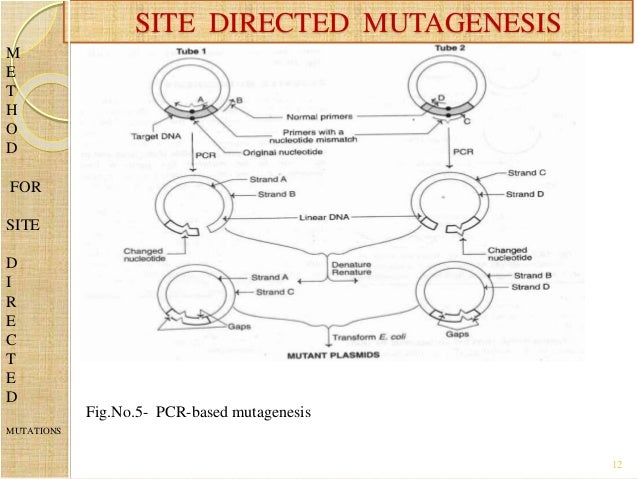 Site directed mutagenesis