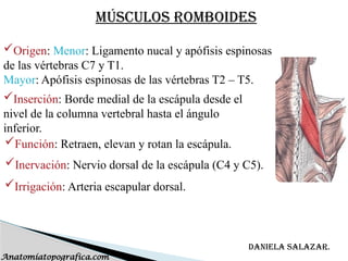 2º Seminario Músculos de la cintura escapular.pptx