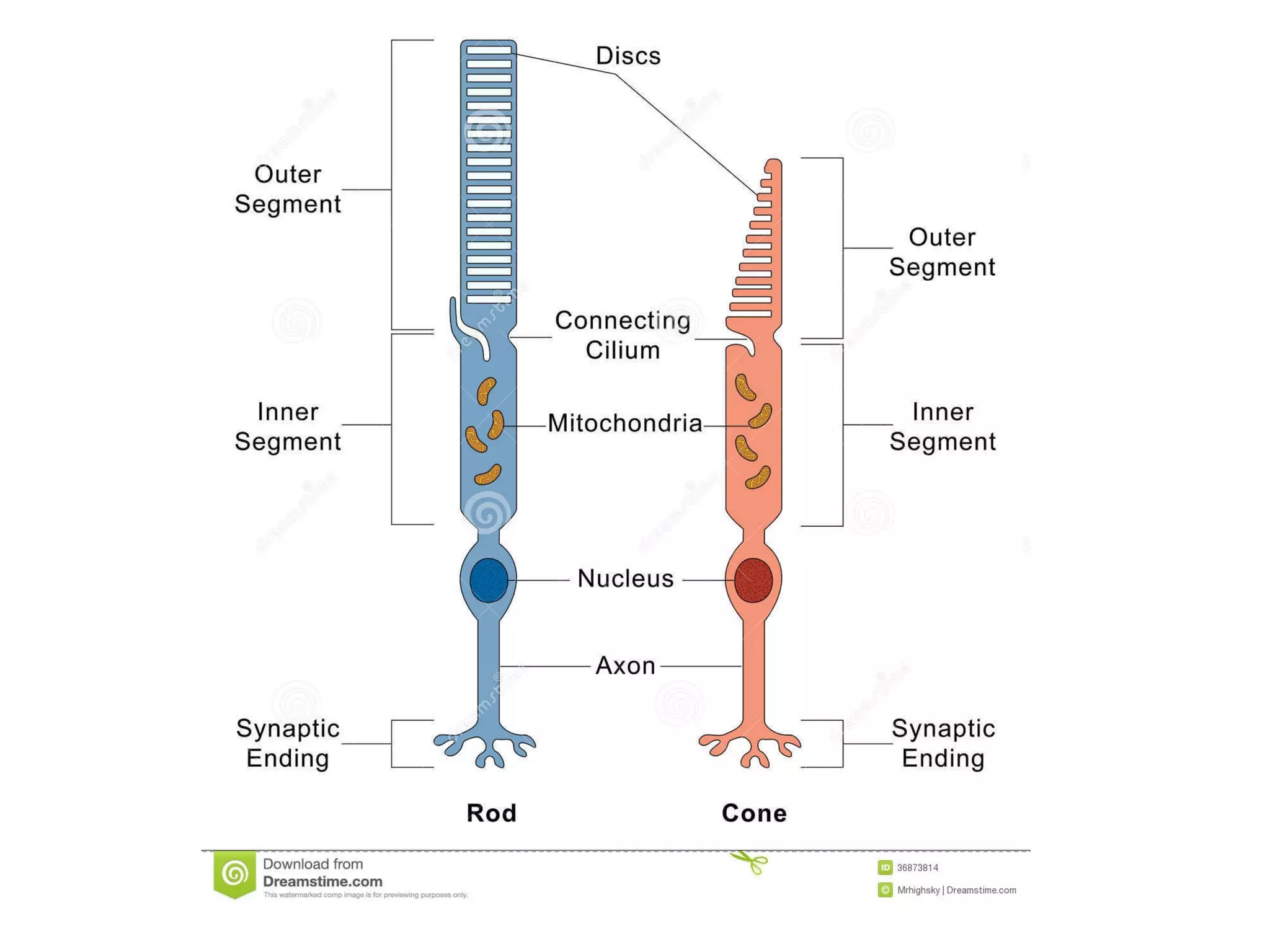 2 sense organ and their function the eyes | PPT