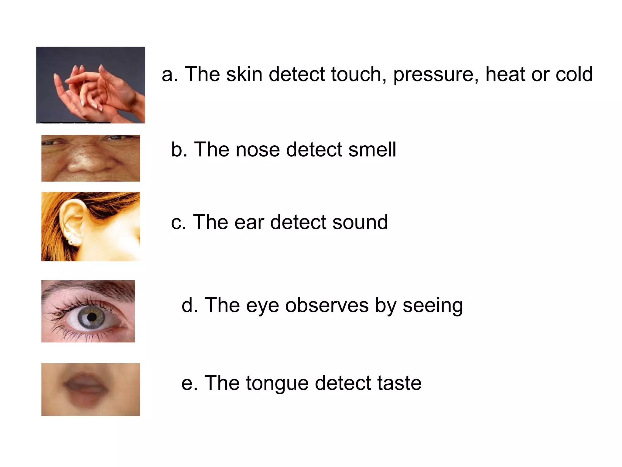 2 sense organ and their function the eyes | PPT | Free Download