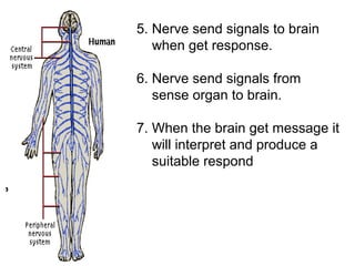 2 sense organ and their function the eyes | PPT