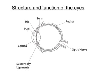 2 sense organ and their function the eyes | PPT | Free Download